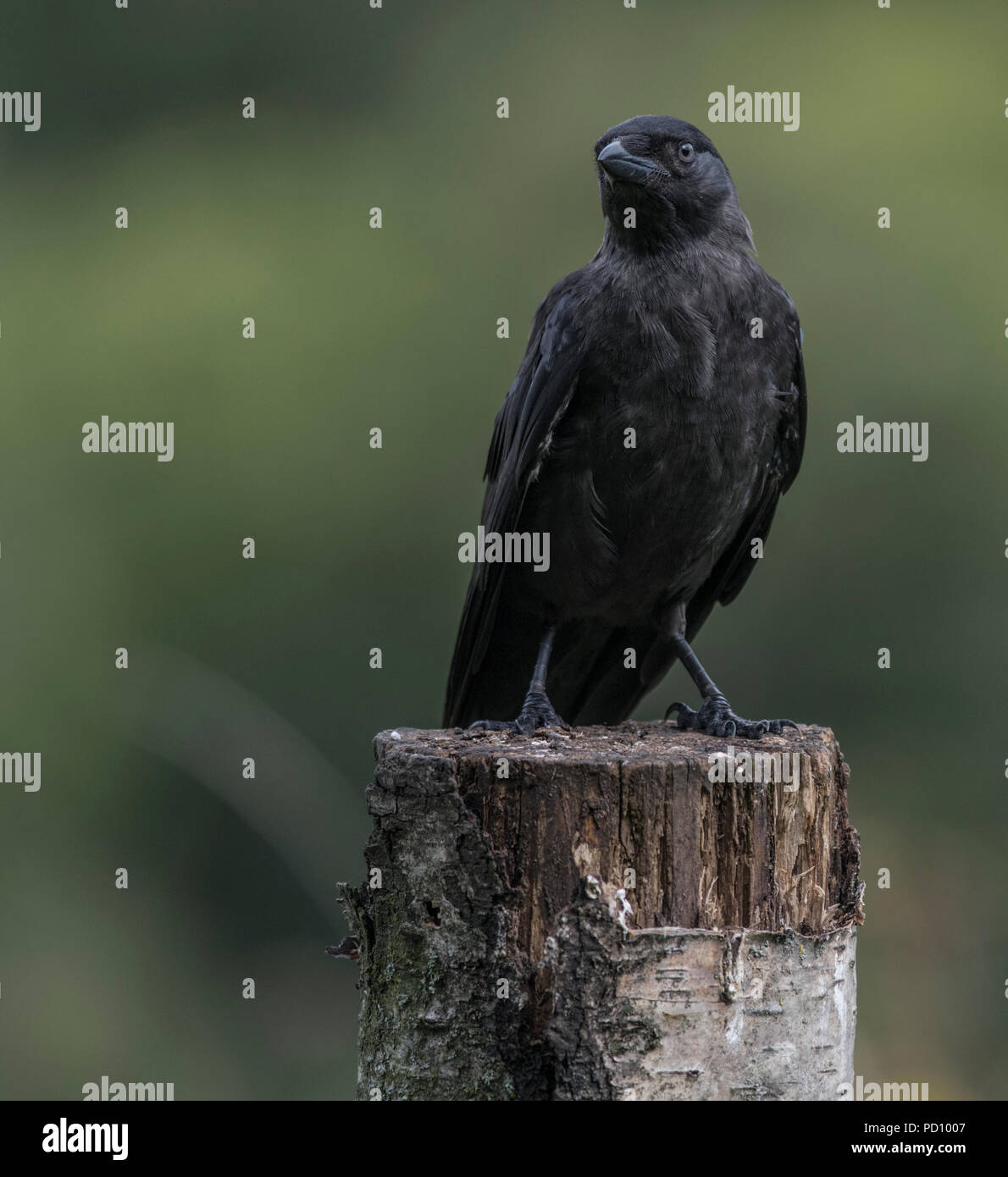 Coloeus monedula hi-res stock photography and images - Alamy