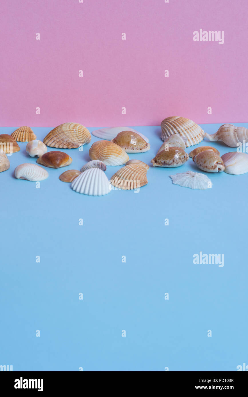 Various sea shells on a light blue and pink background with different ...