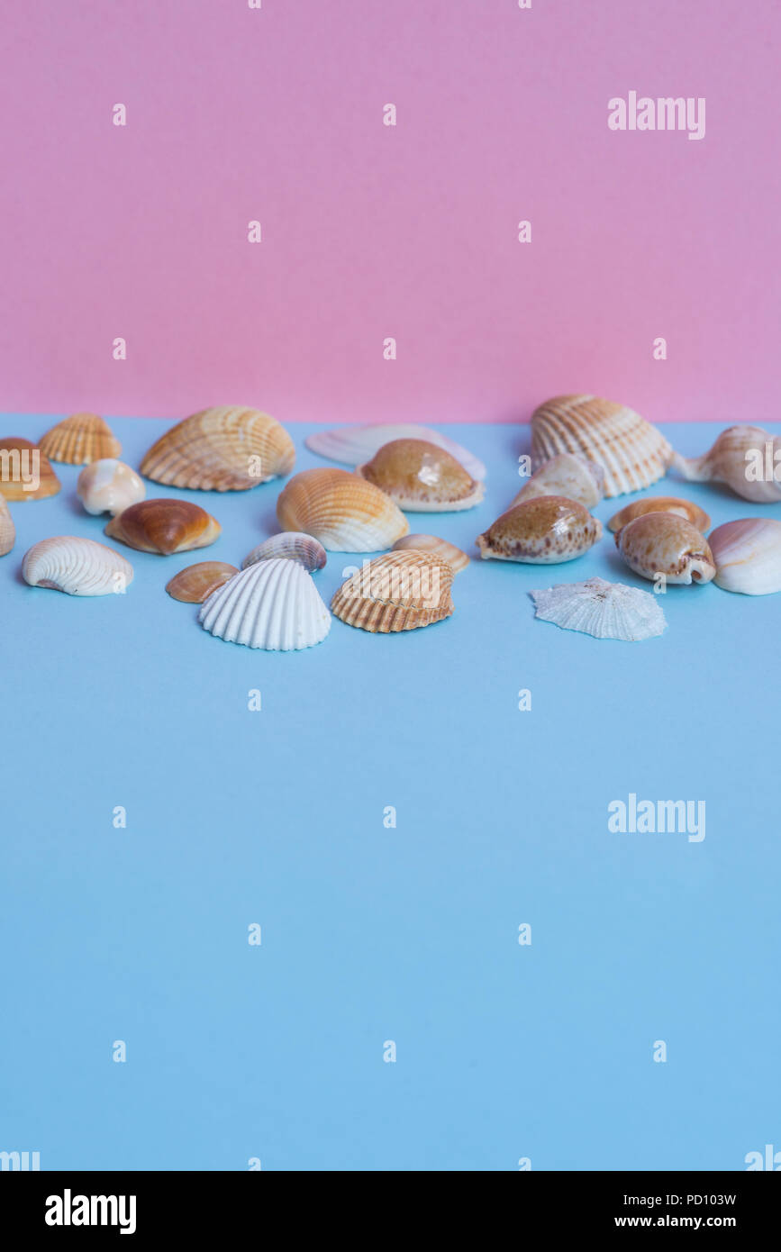 Various sea shells on a light blue and pink background with different ...