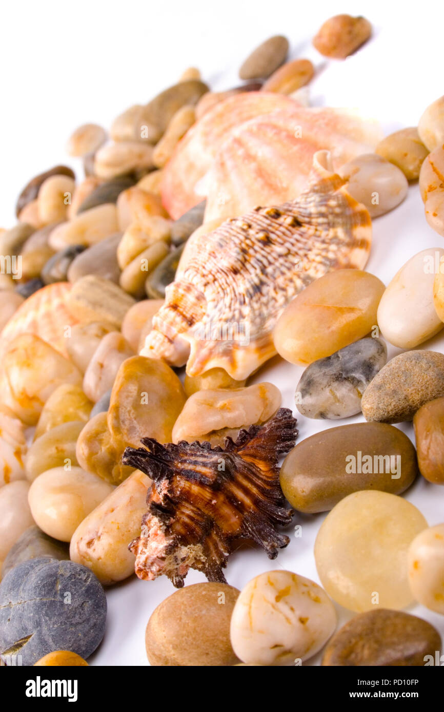 sea shells and pebble beach collection Stock Photo - Alamy
