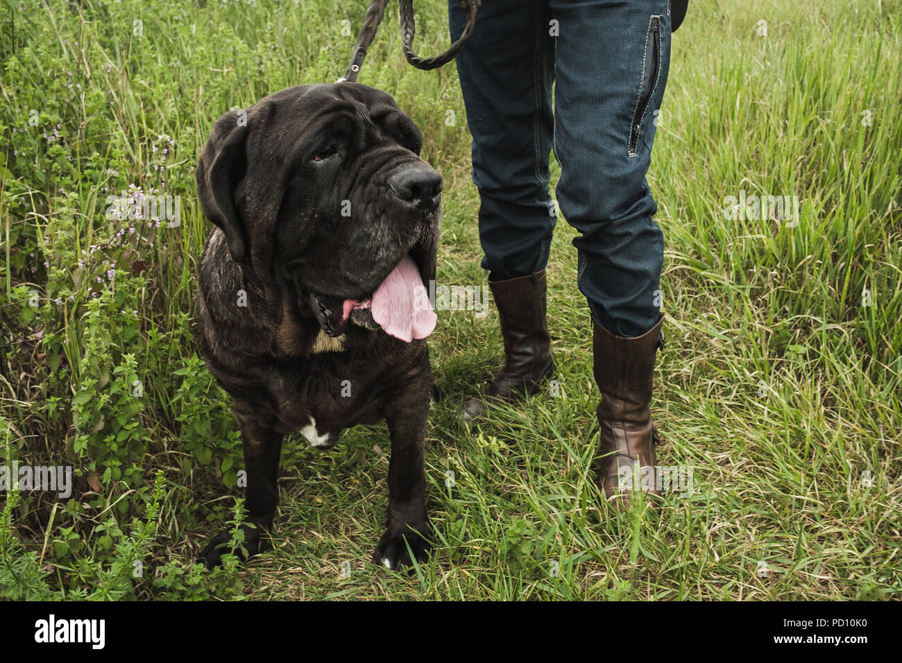 A man is walking his dog cane corso Stock Photo - Alamy