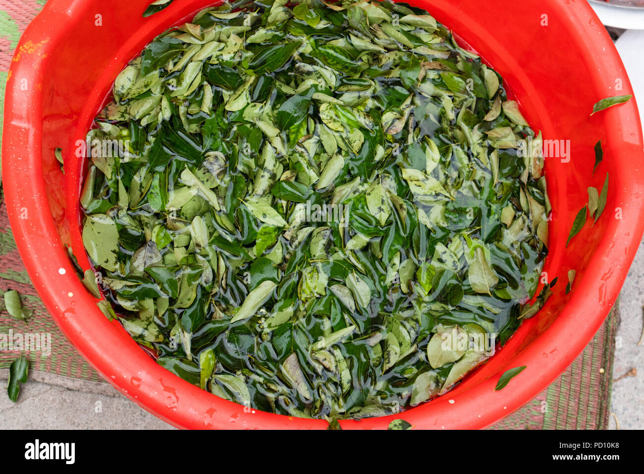 Indian Curry leaves washed and soaked in Water in a large tub Stock ...