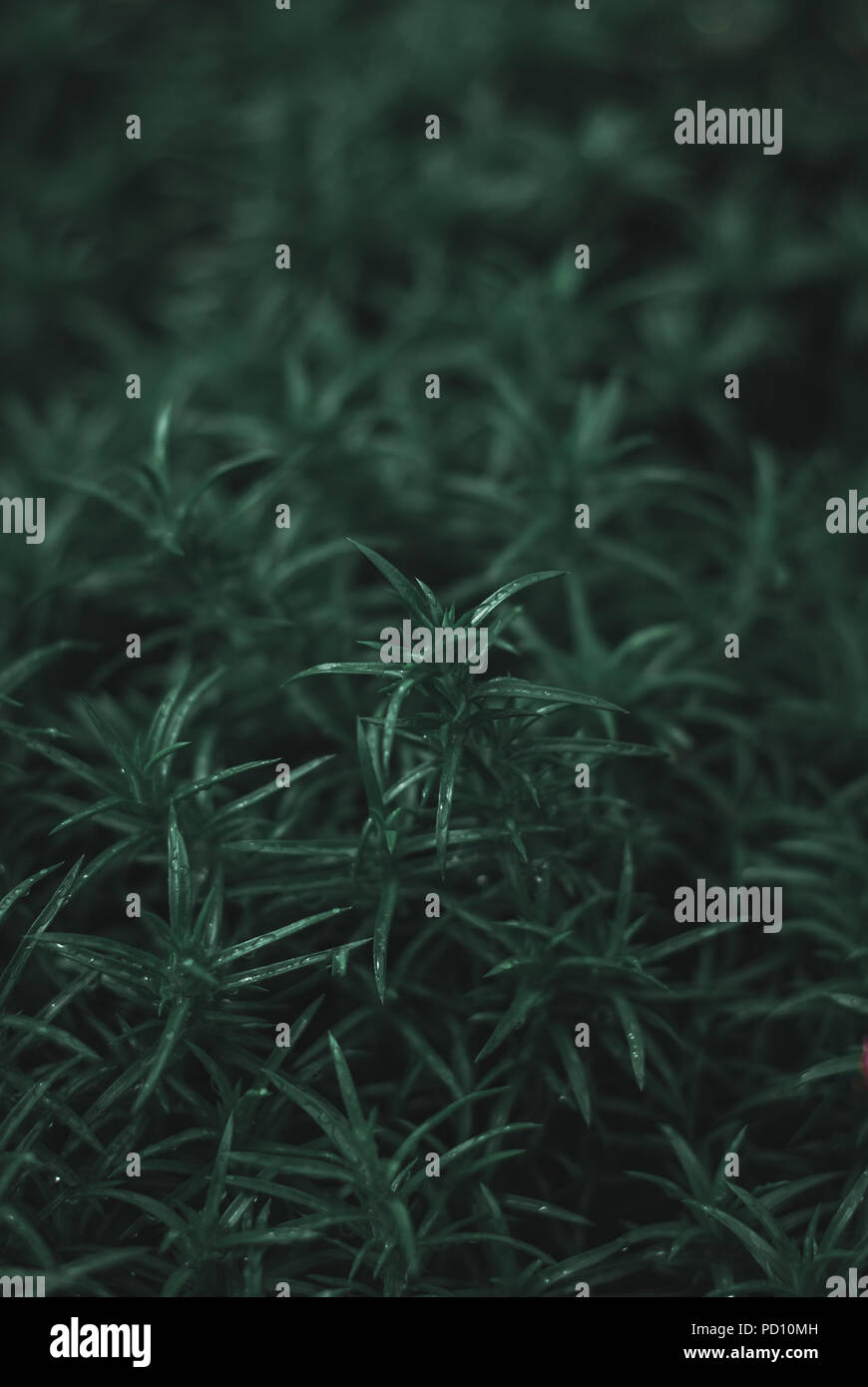 small leaves of a subulate phlox, dark toning Stock Photo - Alamy