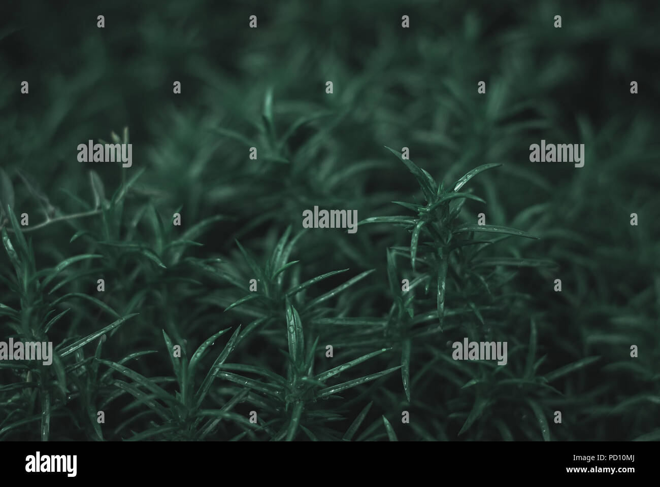 small leaves of a subulate phlox, dark toning Stock Photo - Alamy