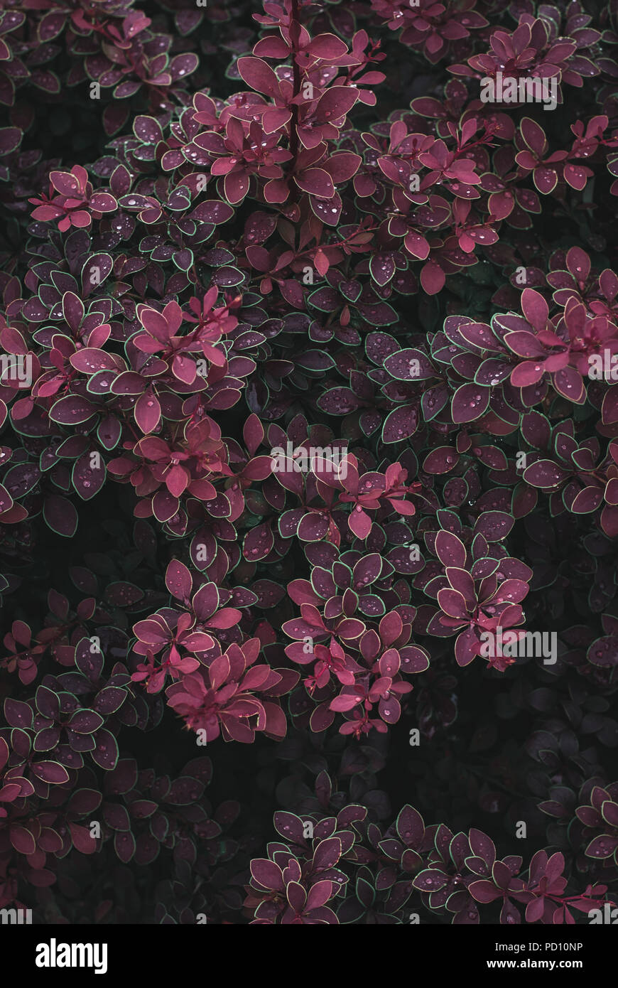 bush barberry with red leaves Stock Photo - Alamy