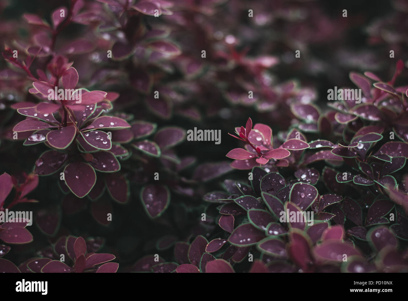 bush barberry with red leaves Stock Photo - Alamy