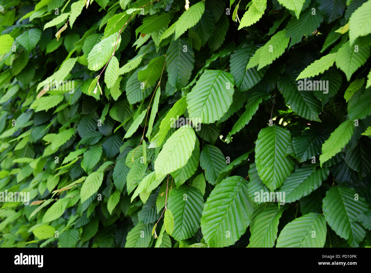Dense leaves of a hedge - Green garden Stock Photo - Alamy