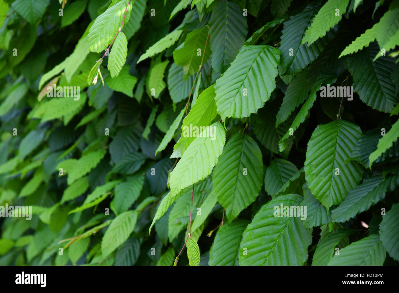 Dense tress hi-res stock photography and images - Alamy