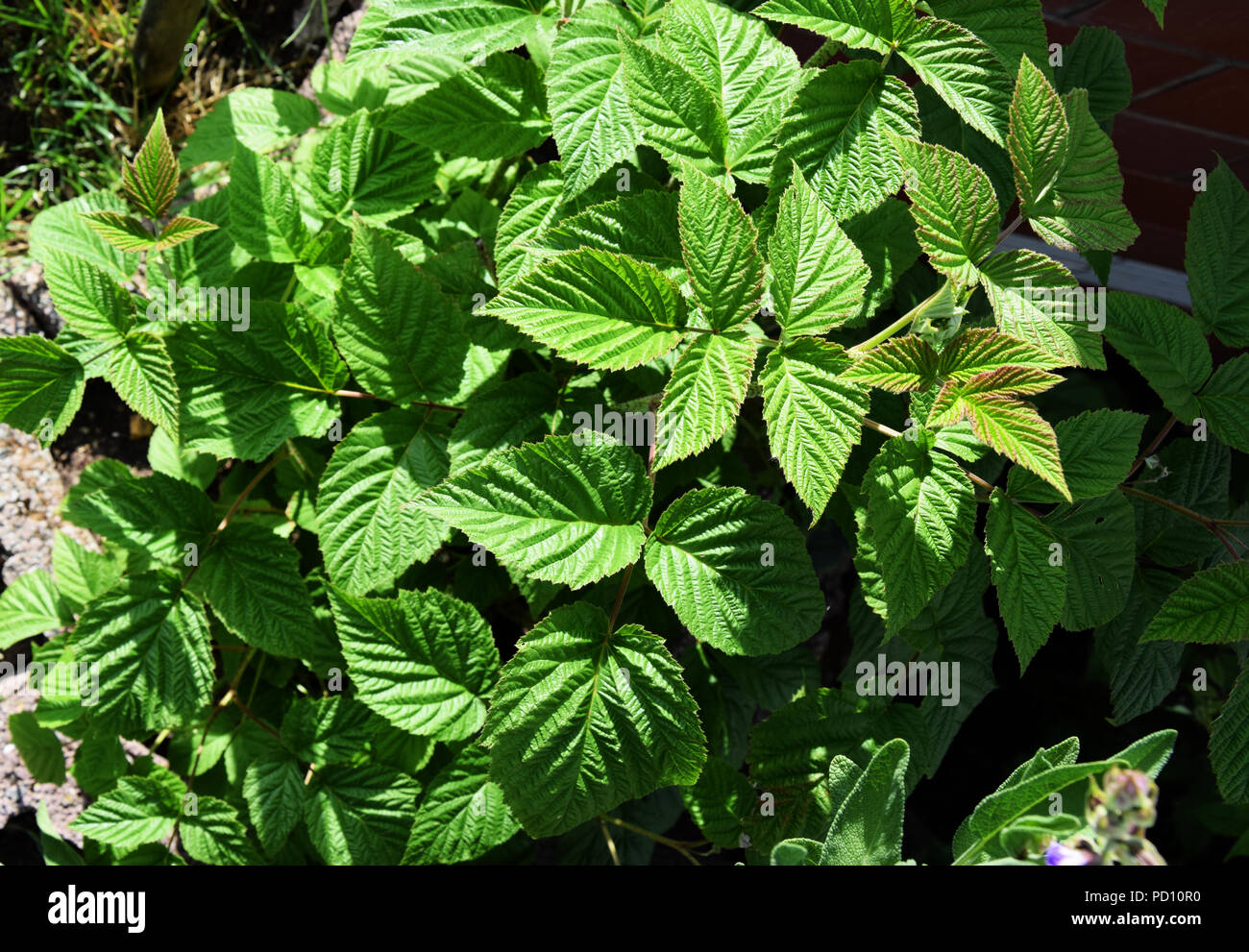 Peppermint Bush - Herb Garden Stock Photo - Alamy