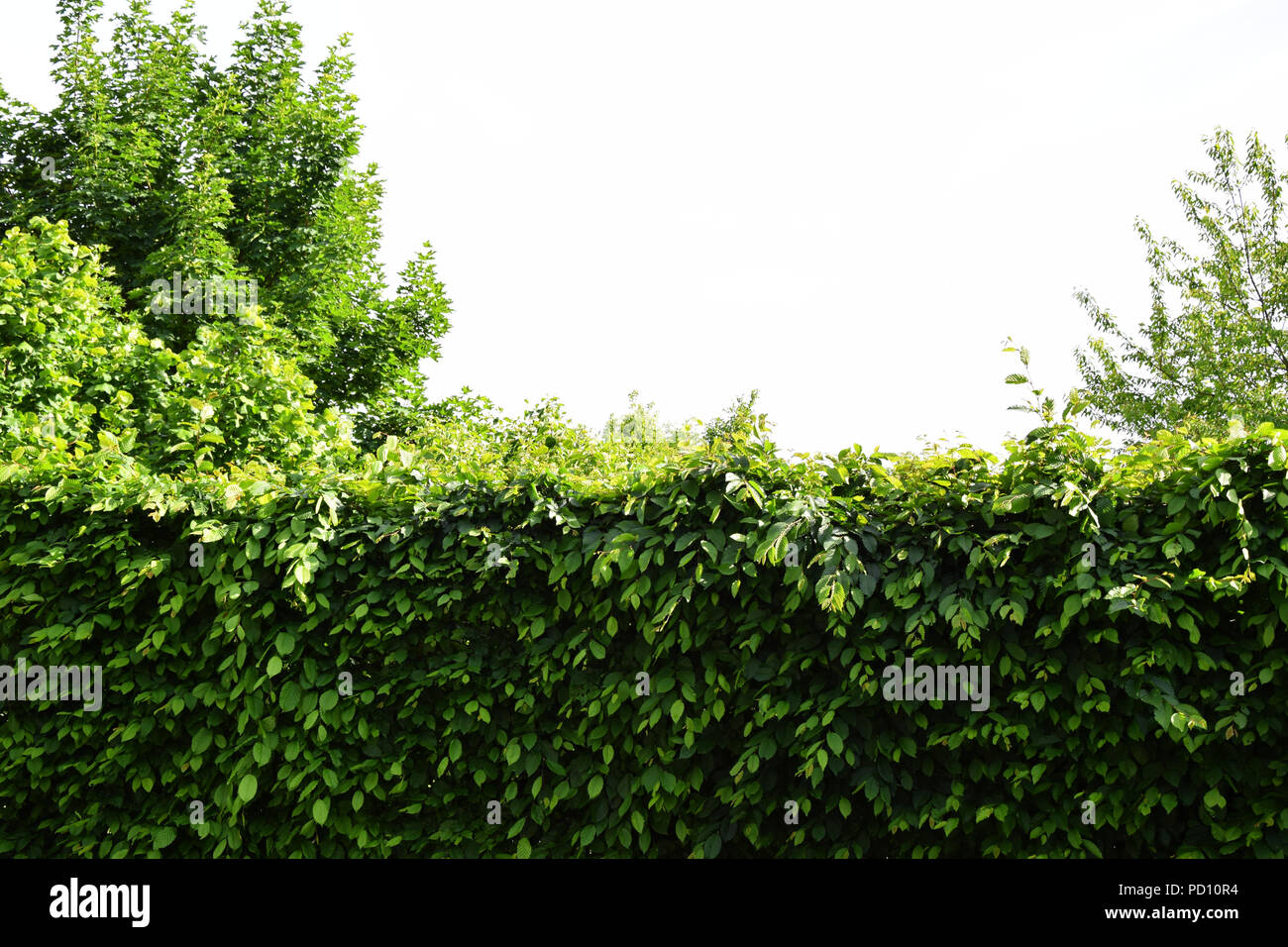 Dense leaves of a hedge - Green garden Stock Photo - Alamy