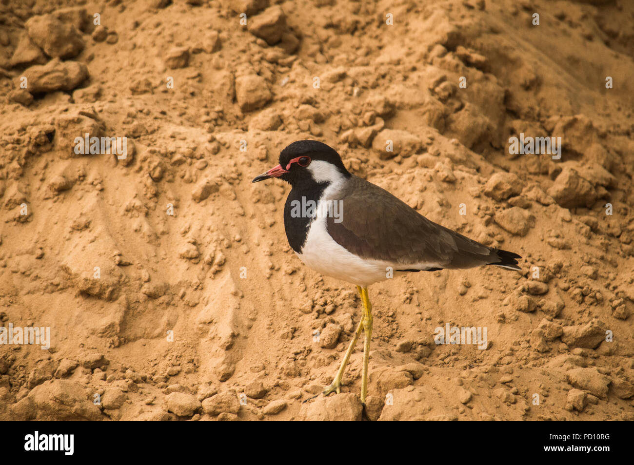 Red-wattled Lapwing (Vanellus indicus) in Central Park, Rambagh, Jaipur ...