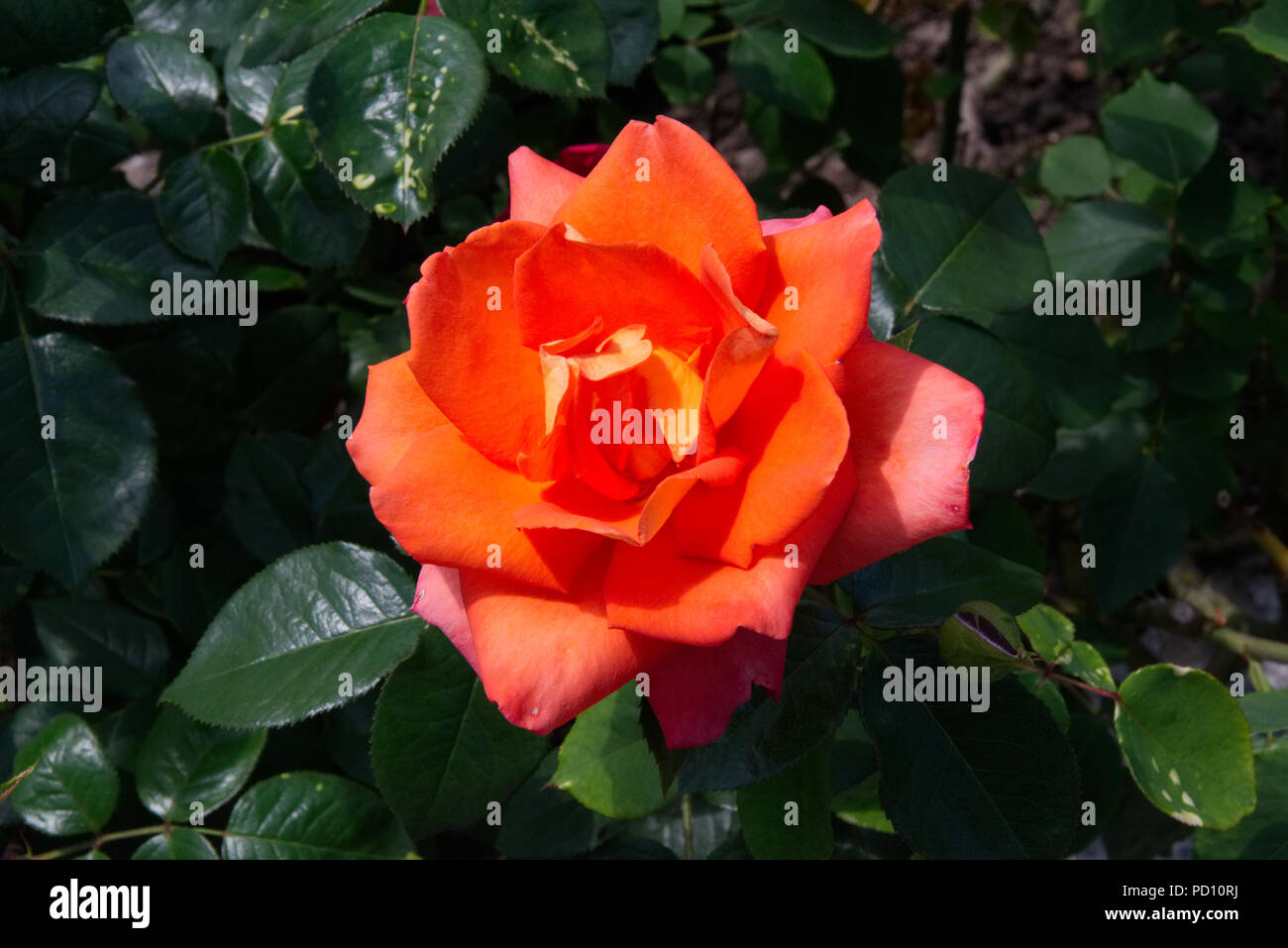 Bloming range rose - Opened petals of a rose blossom Stock Photo - Alamy