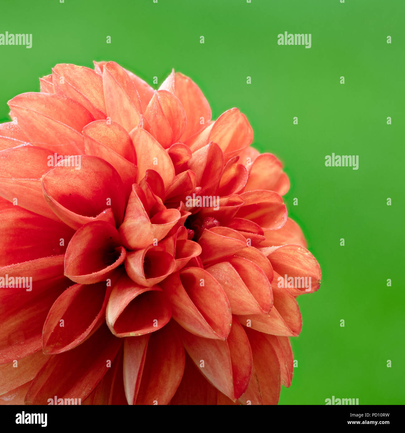 Gorgeous orange red Pom Pom Dahlia flower against the bright green of a ...