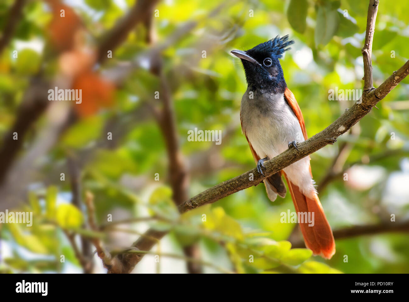 The most beautiful gardens of sri lanka hi-res stock photography and ...