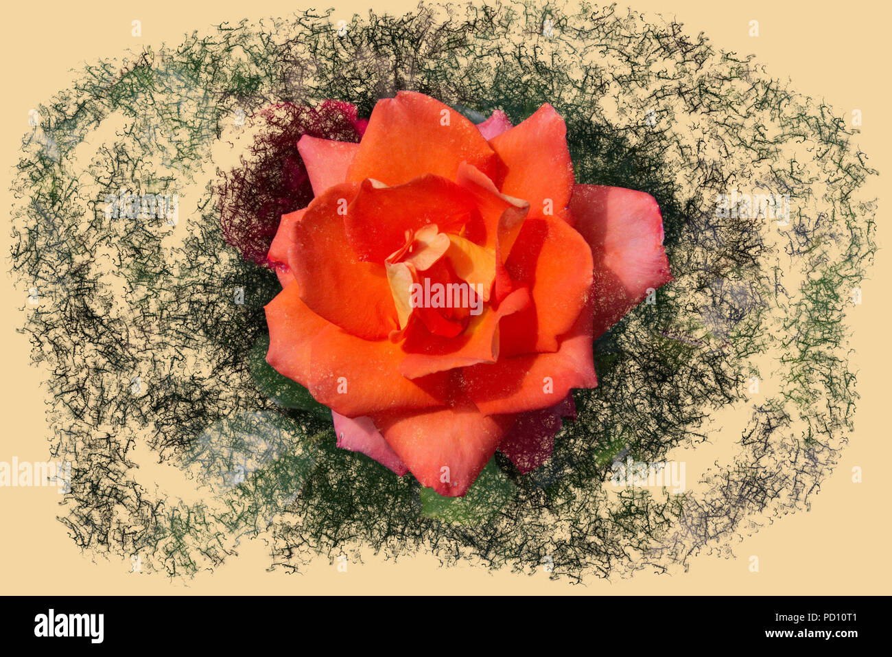 Bloming range rose - Opened petals of a rose blossom, textured brush ...