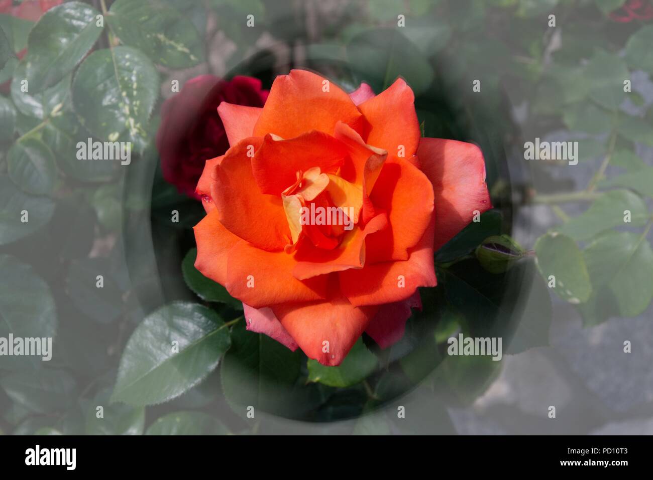 Bloming range rose - Opened petals of a rose blossom, fading background ...