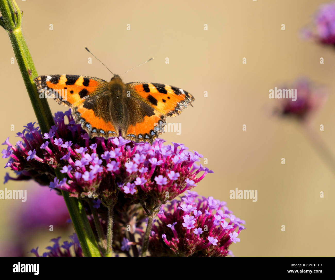 Tortoise Shell Butterfly resting on a purple Verbena bonariensis flower ...