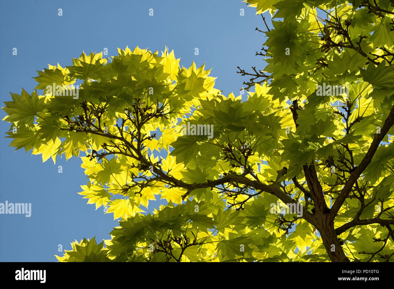 Japanese Maple tree green leaves against a blue sky Stock Photo - Alamy