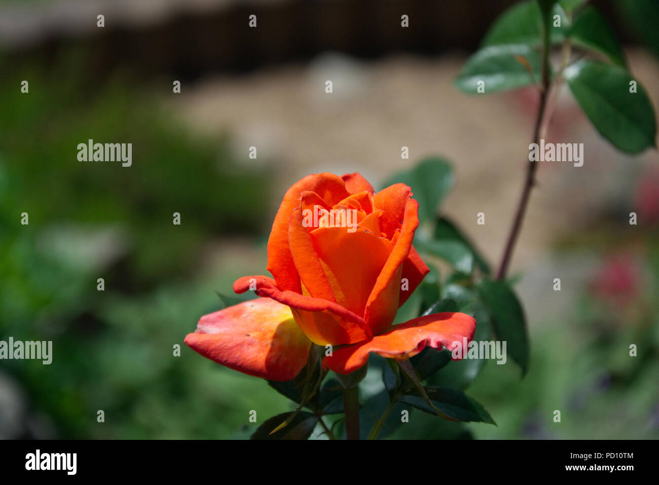 Bloming range rose - Opening petals of a rose blossom Stock Photo - Alamy