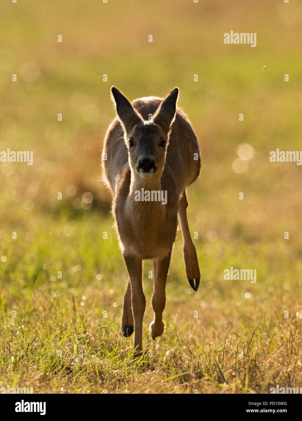 Deer running towards camera hi-res stock photography and images - Alamy