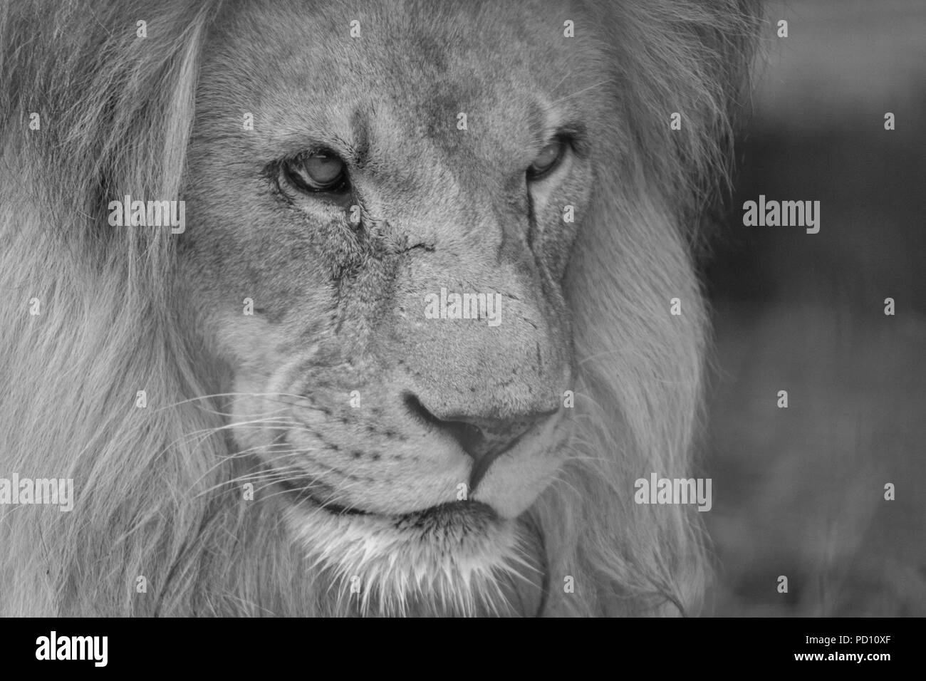 Lion portrait Black and White Stock Photos & Images - Alamy