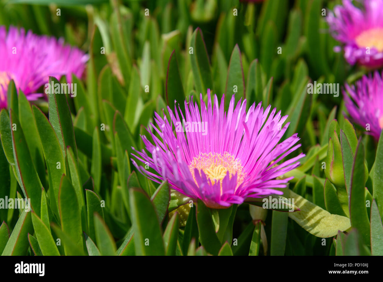 Carpobrotus edulis pink flower ice plant Stock Photo - Alamy