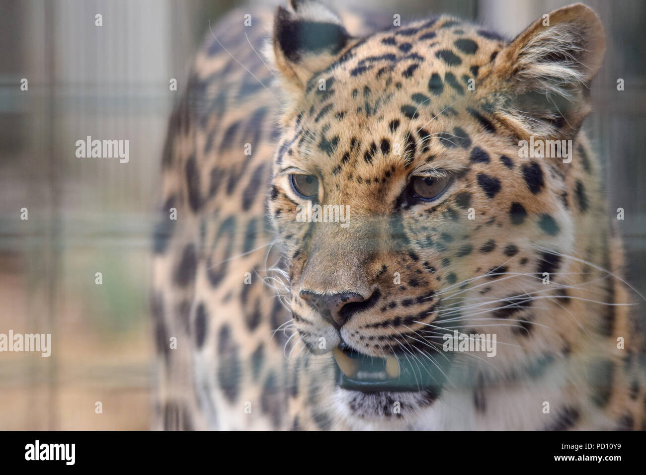 Close up leopard hi-res stock photography and images - Alamy