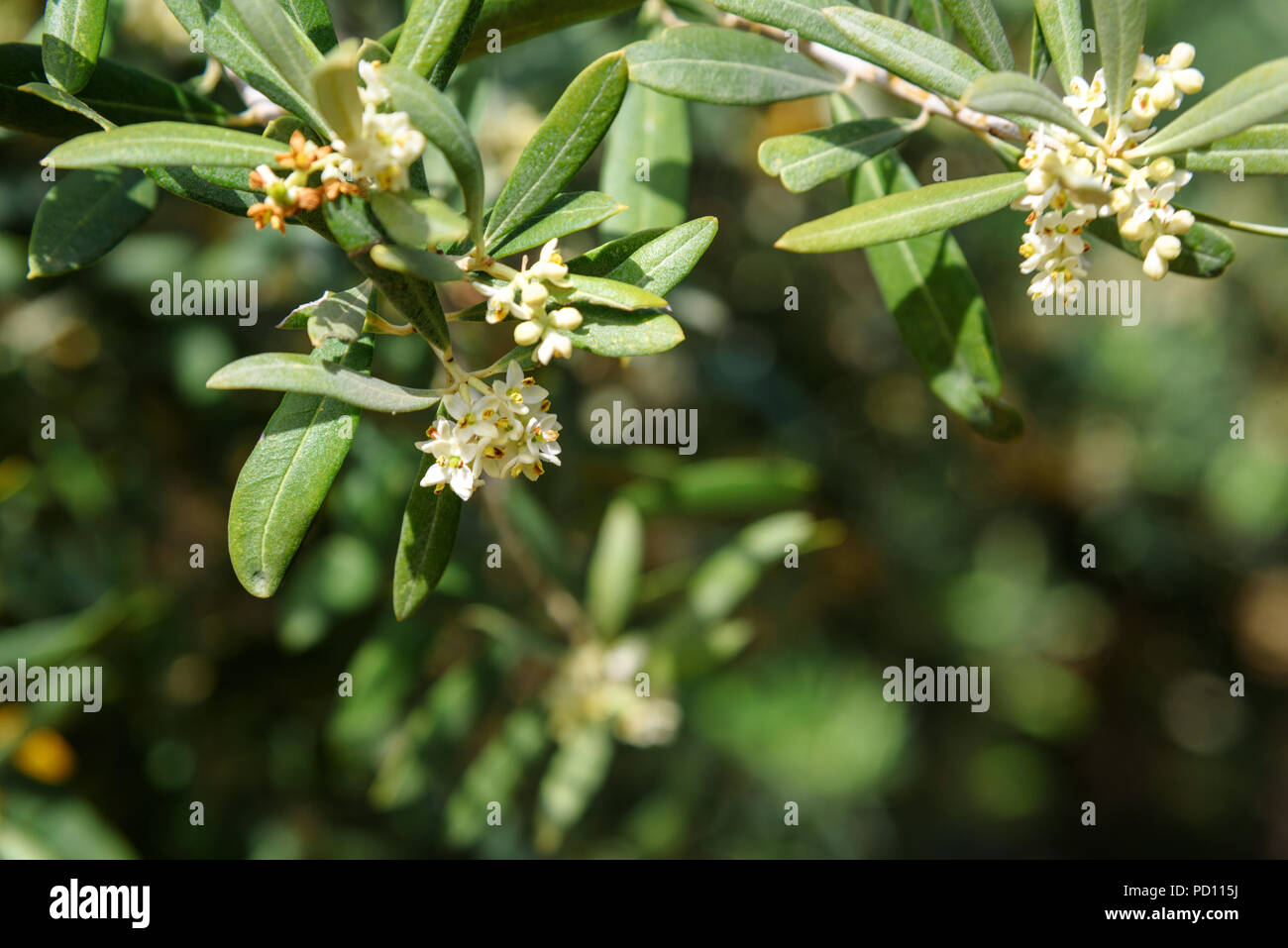 Olive branch in bloom hi-res stock photography and images - Alamy