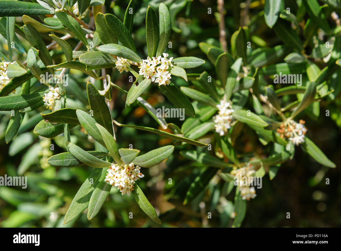 Olive blossom hi-res stock photography and images - Alamy