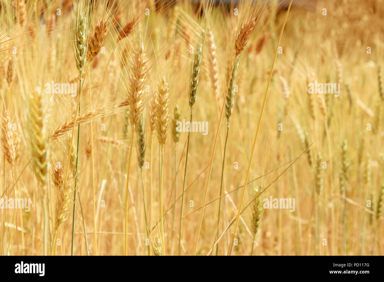 Fields of wheat in spring. nature background Stock Photo - Alamy