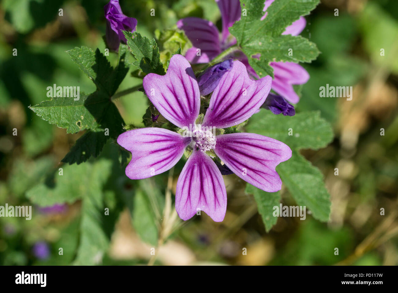 Common Mallow flower Stock Photo - Alamy