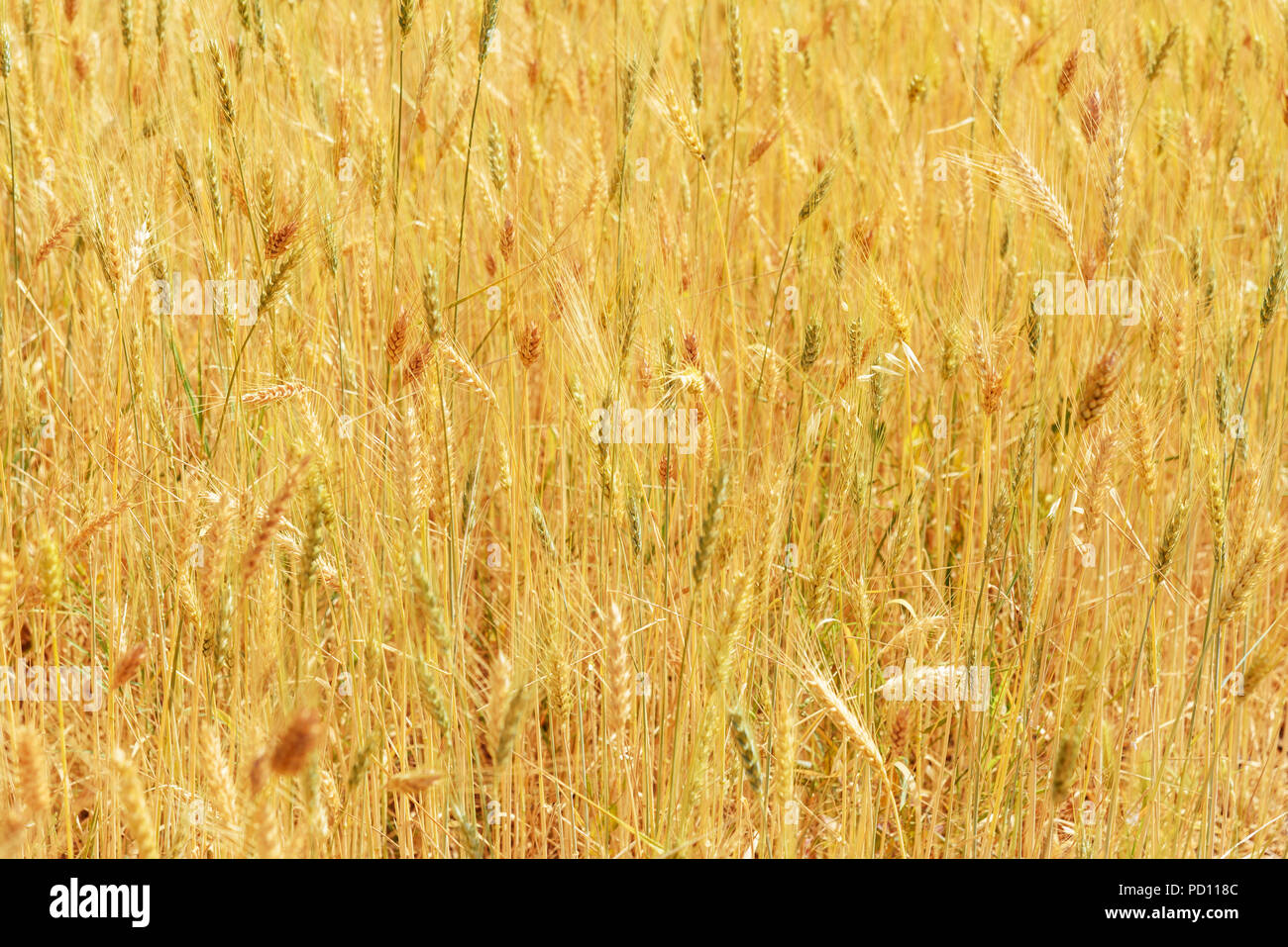 Turkey wheat field hi-res stock photography and images - Alamy