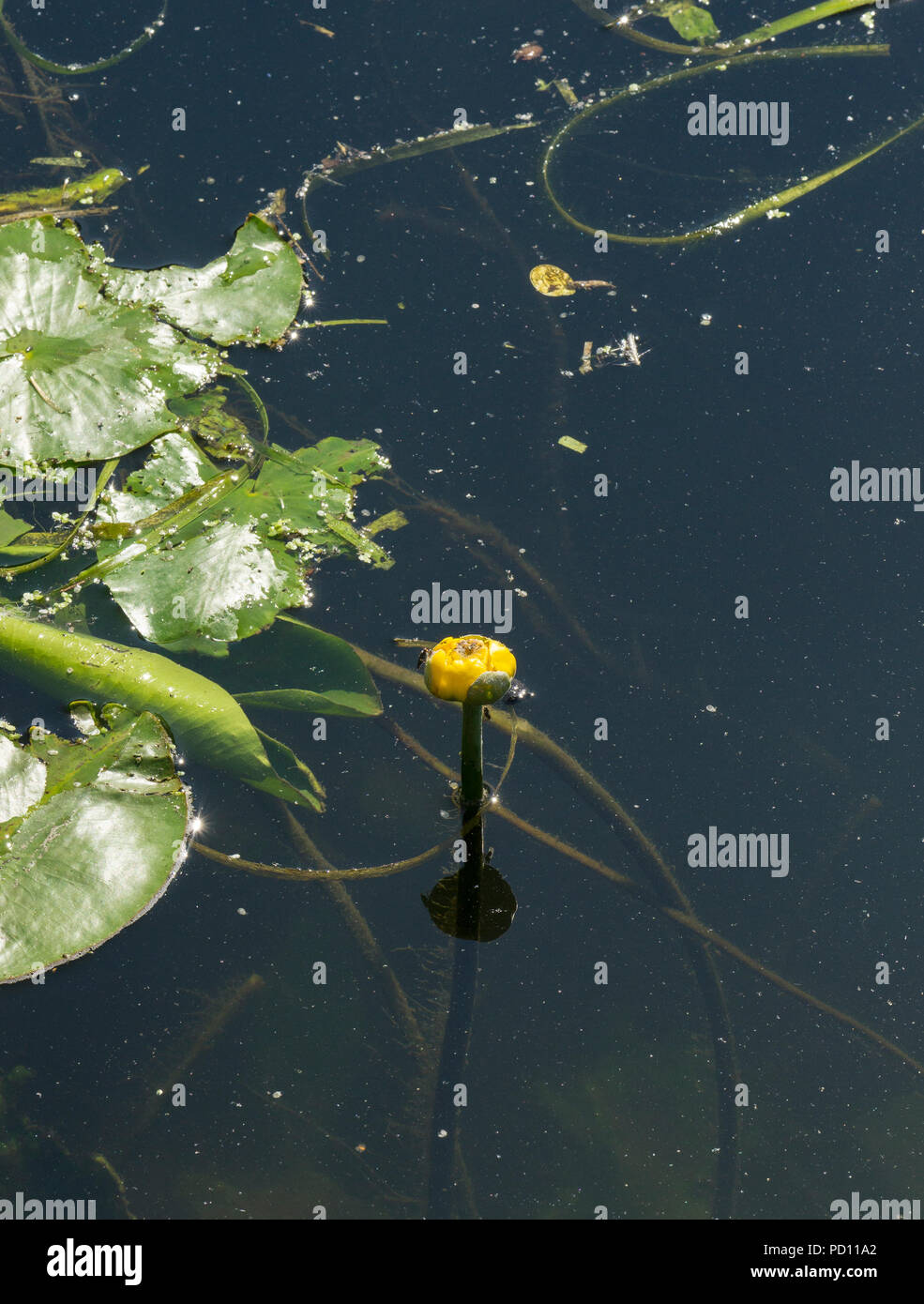 Yellow water lily hi-res stock photography and images - Alamy