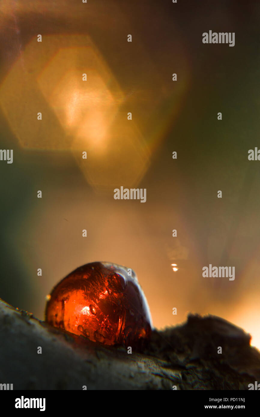 resin on a tree Stock Photo - Alamy