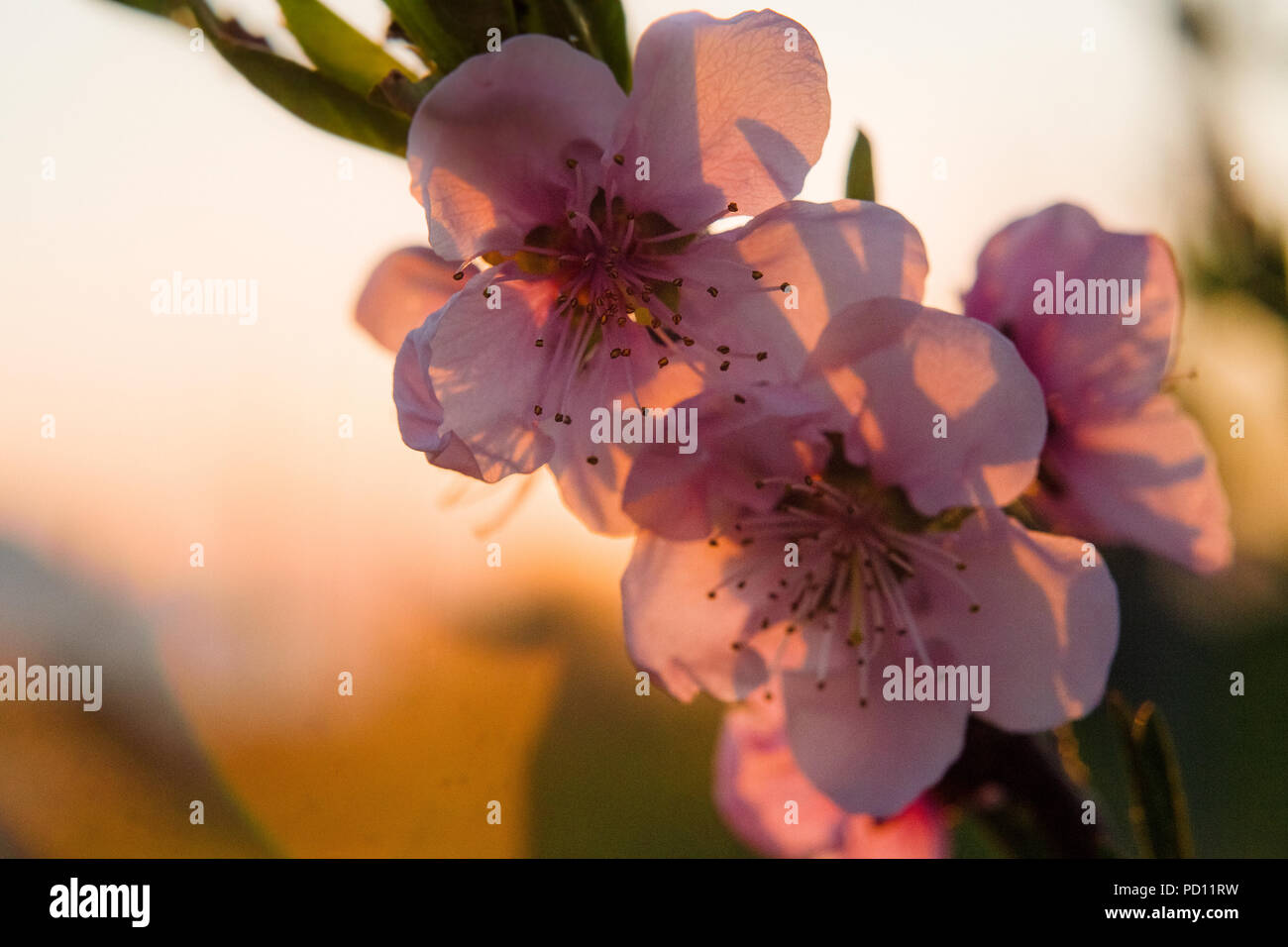 Light blooming hi-res stock photography and images - Alamy