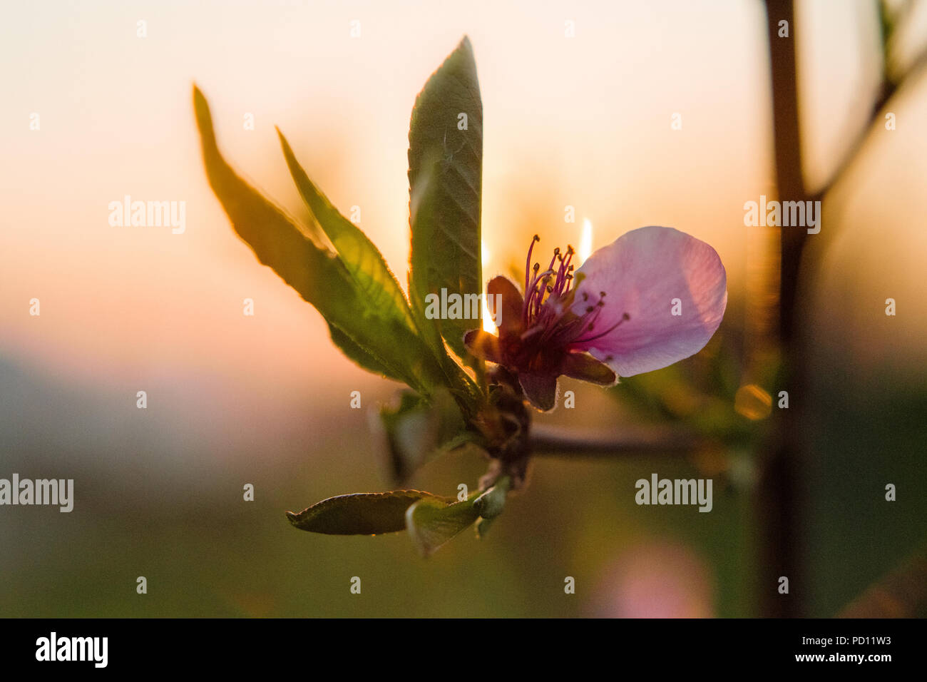 Light pink cherry hi-res stock photography and images - Alamy