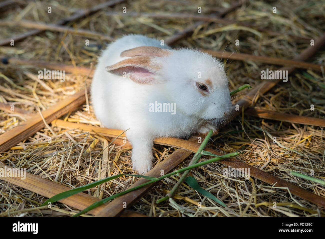 cute white baby rabbit eating grass on the straw ground Stock Photo - Alamy