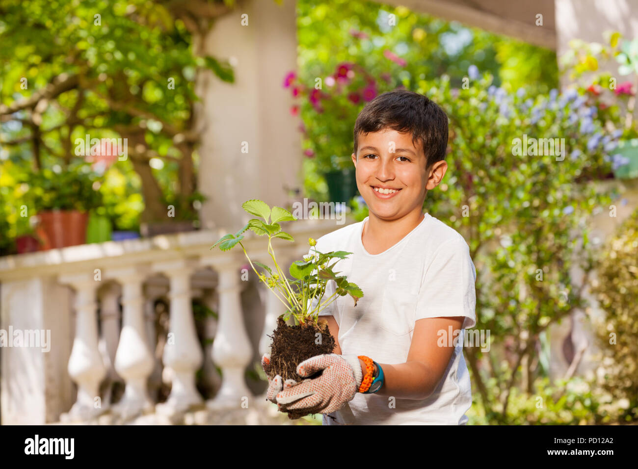 Boy in gardening gloves holding strawberry plants Stock Photo - Alamy