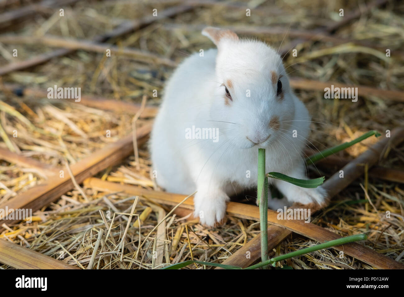 Baby rabbit eating hi-res stock photography and images - Alamy