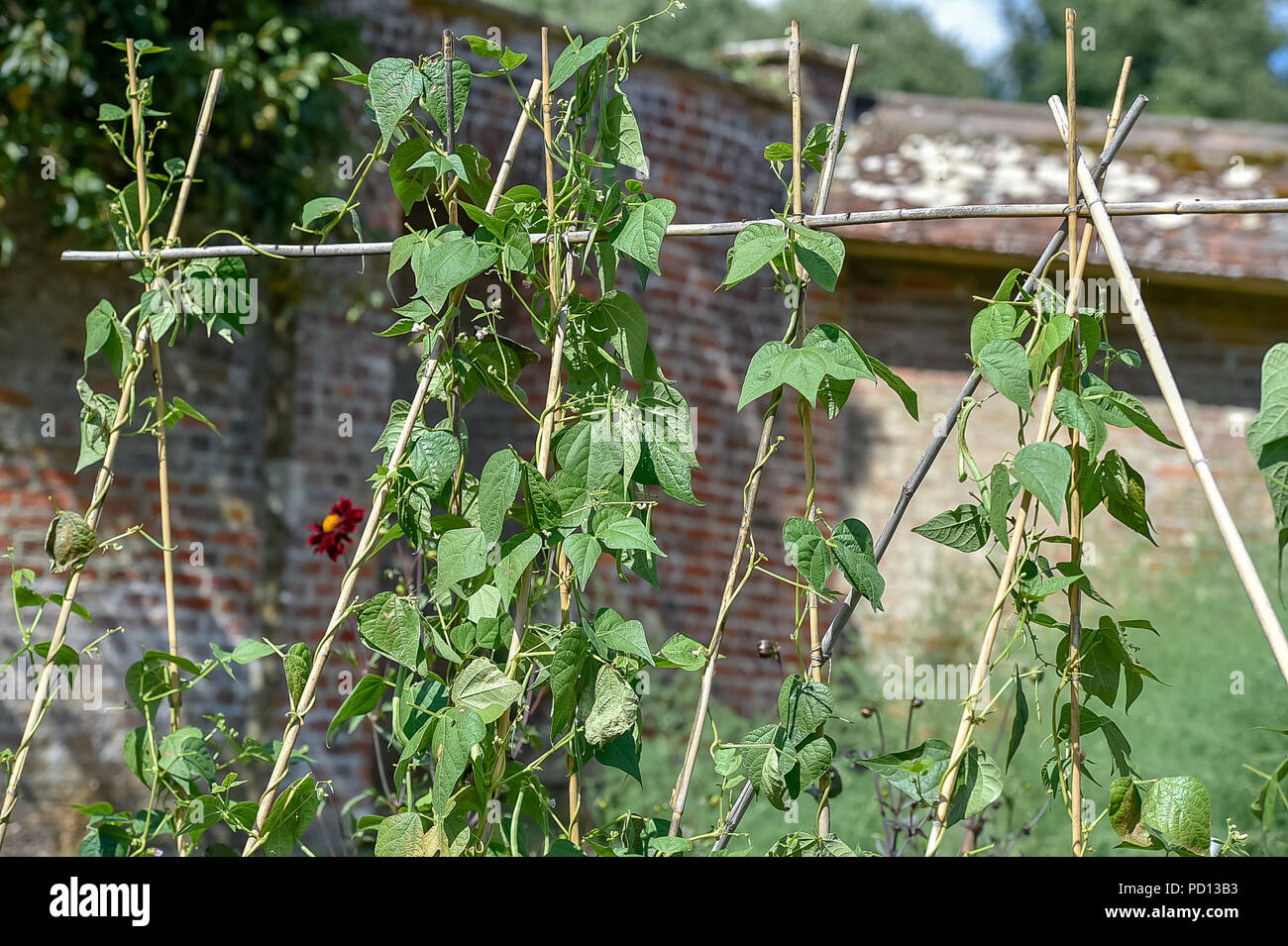 Climbing French Beans High Resolution Stock Photography and Images - Alamy