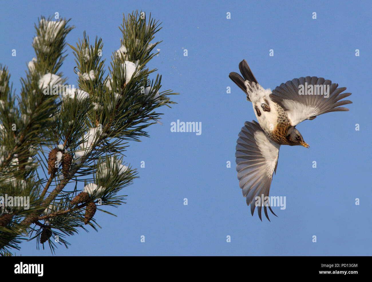 Winter flying flight tree hi-res stock photography and images - Alamy