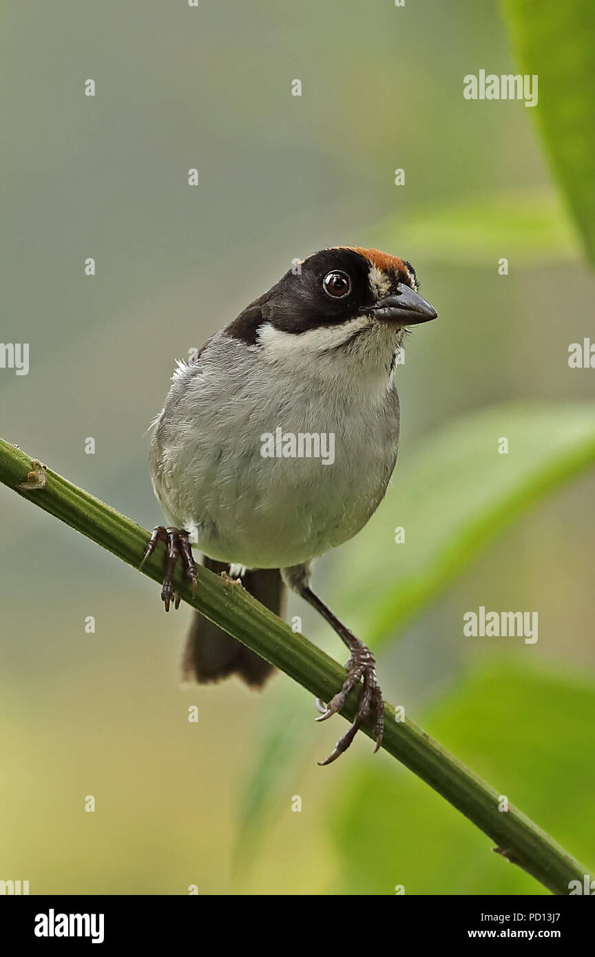 Nono Mindo Road High Resolution Stock Photography and Images - Alamy