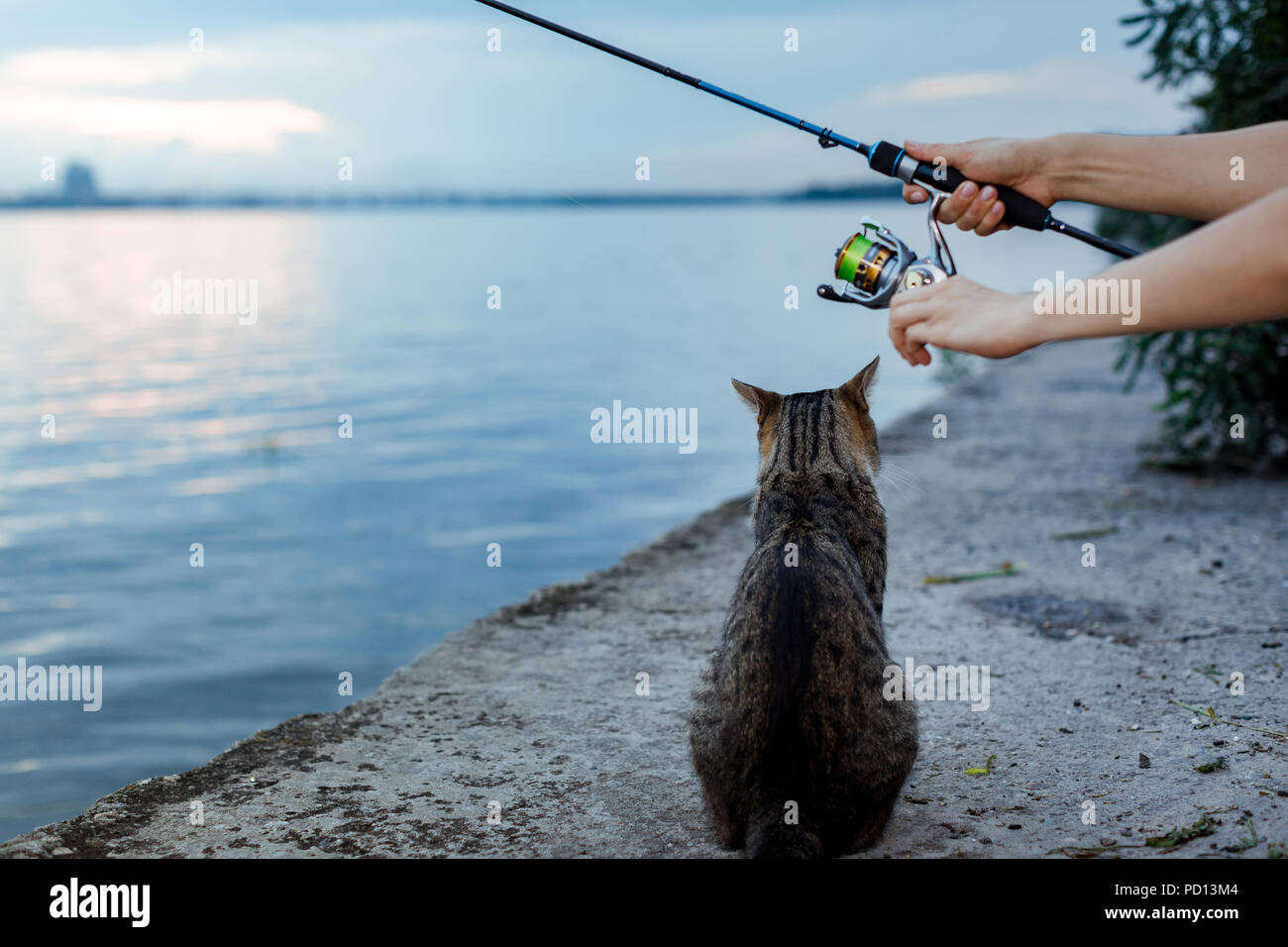 cat and fisherman with fishing rod wheel Stock Photo - Alamy