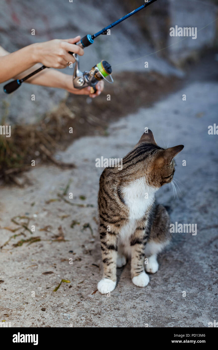 cat and fisherman with fishing rod wheel Stock Photo - Alamy