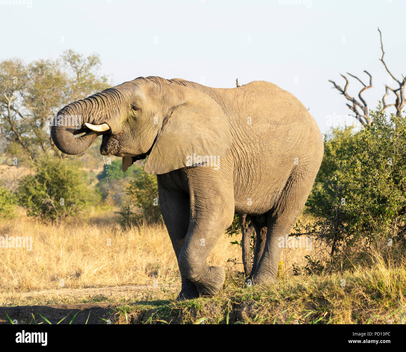 African bush elephant images hi-res stock photography and images - Alamy
