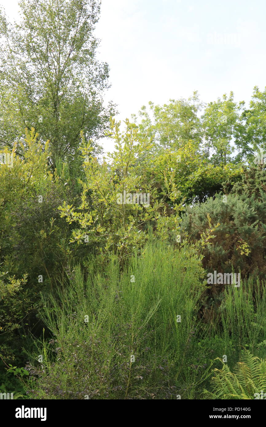 Minimal greenery hi-res stock photography and images - Alamy