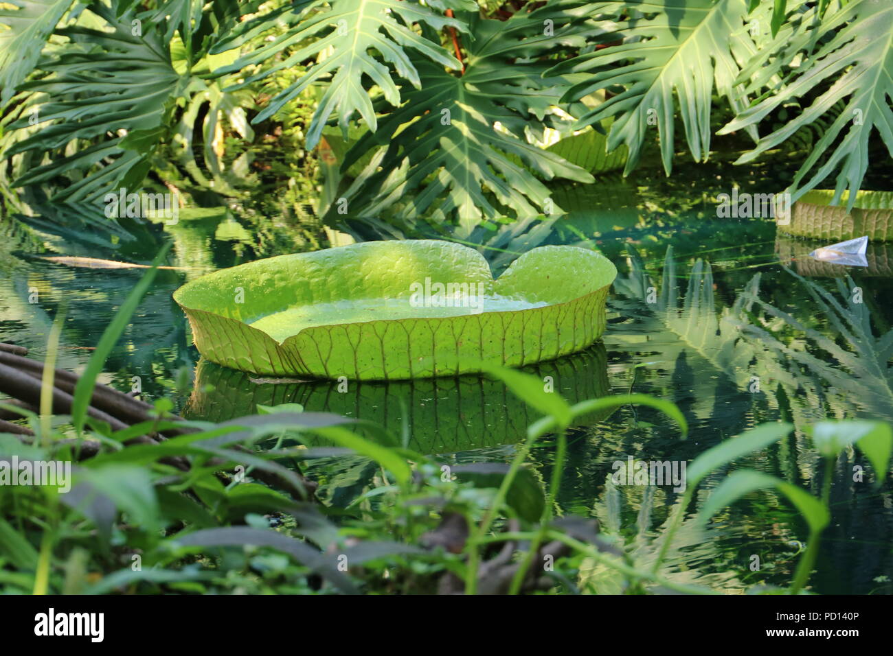 Amazon aquatic plant hi-res stock photography and images - Alamy