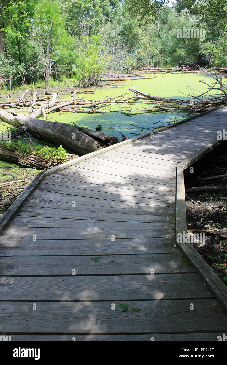 Freshwater pond and floodplain on a bright sunny summer day Stock Photo ...