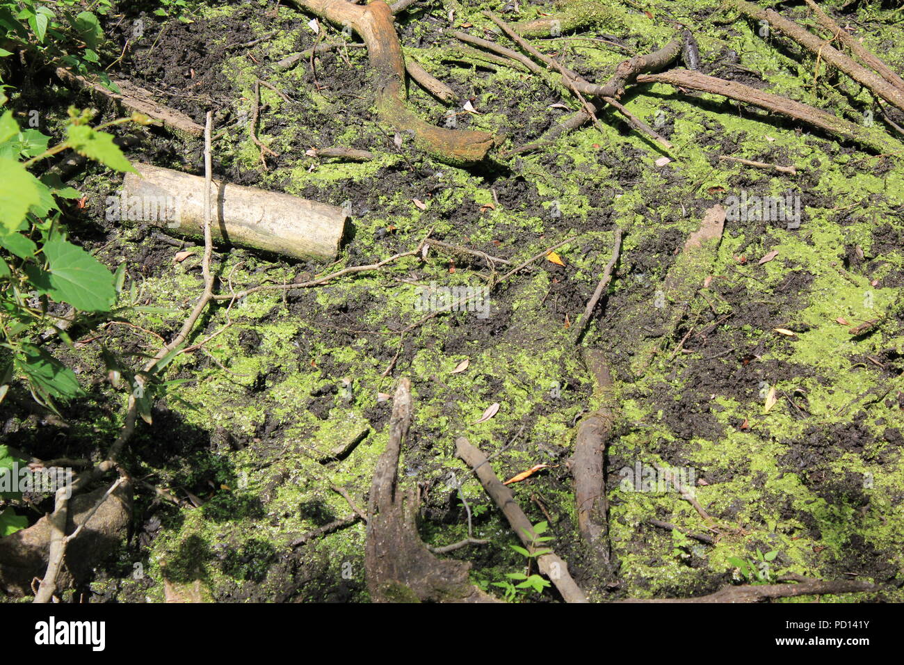 Freshwater pond and floodplain on a bright sunny summer day Stock Photo ...