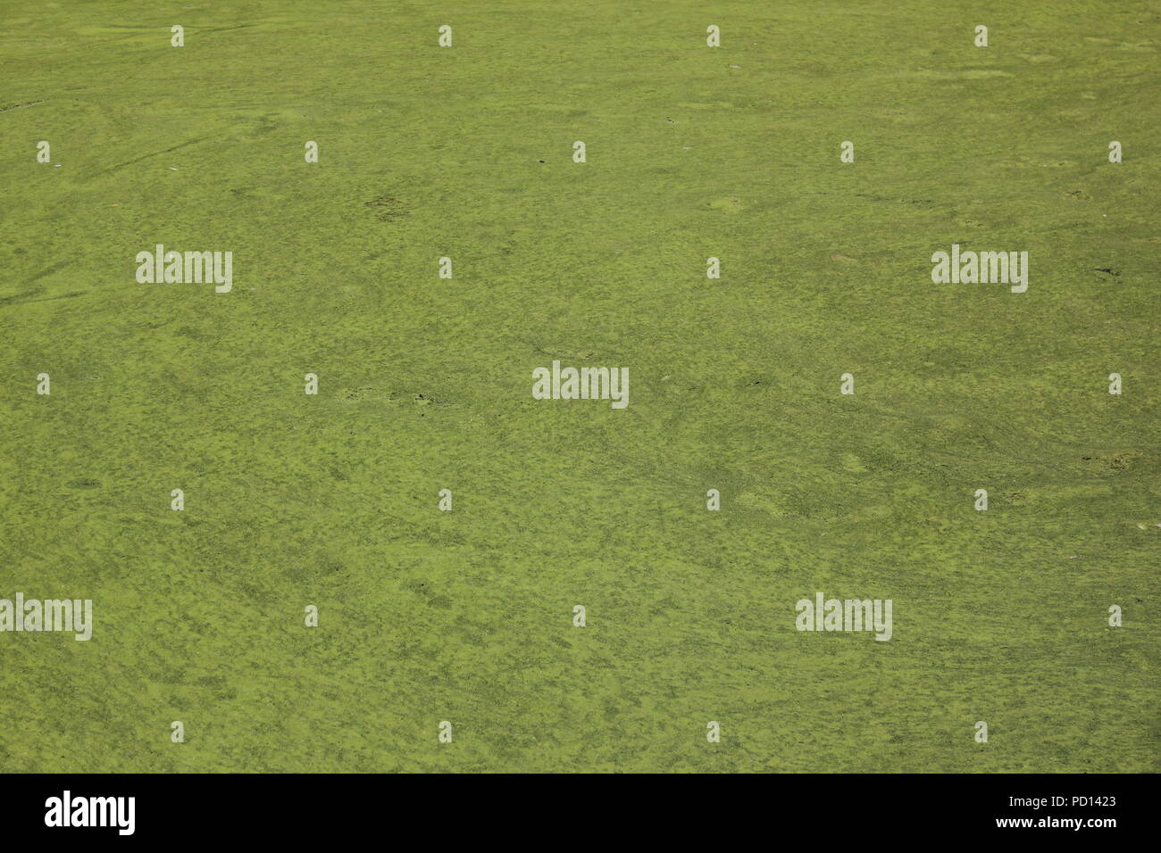 Soil Algae High Resolution Stock Photography and Images - Alamy